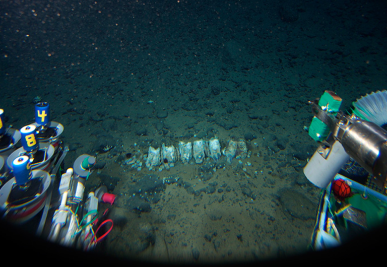 マリアナ海溝の生き物たちはどのように極限環境に適応しているか？ 水族館の未来の形 